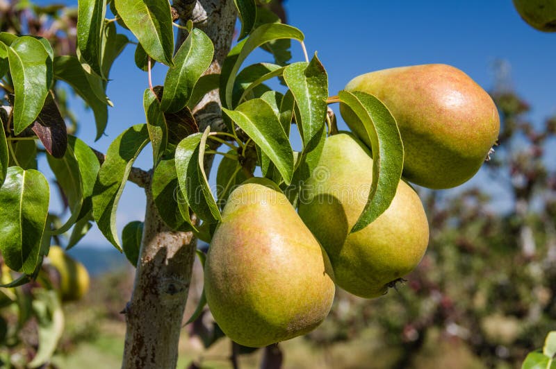 Group of Green Pears in an Orchard Stock Image - Image of pear, healthy ...