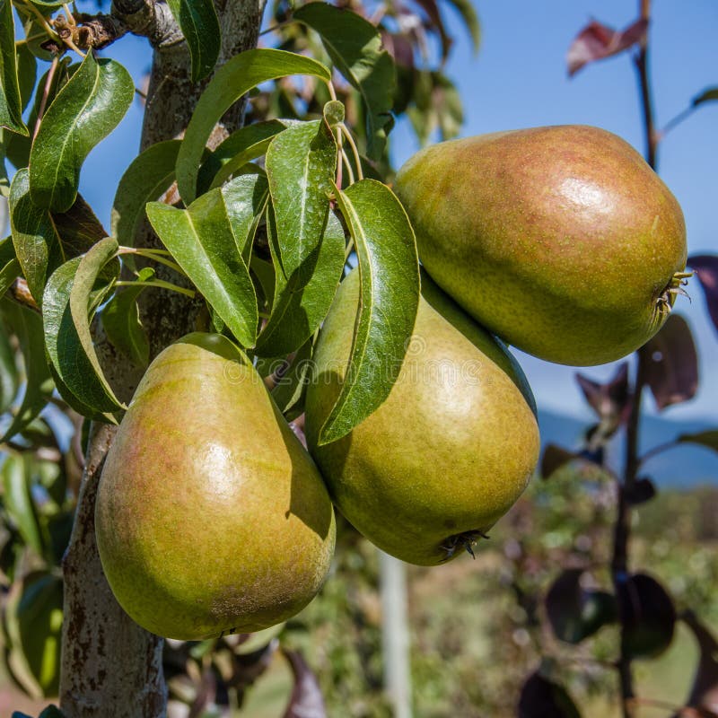 Group of Green Pears in an Orchard Stock Photo - Image of pear ...