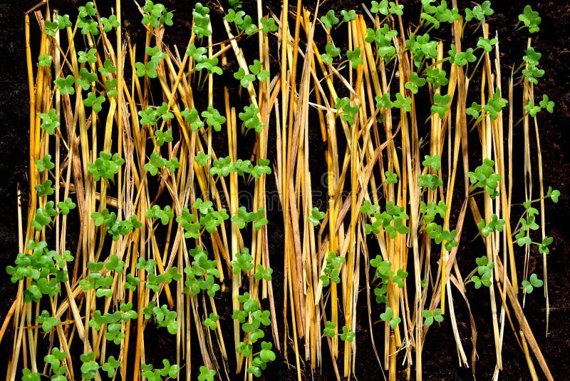 Group of green sprouts stock image. Image of beginning - 69648385