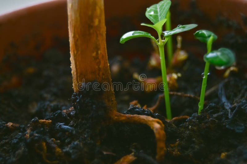 Group of Green Sprouts Growing from Soil in a Pot. Stock Photo - Image ...