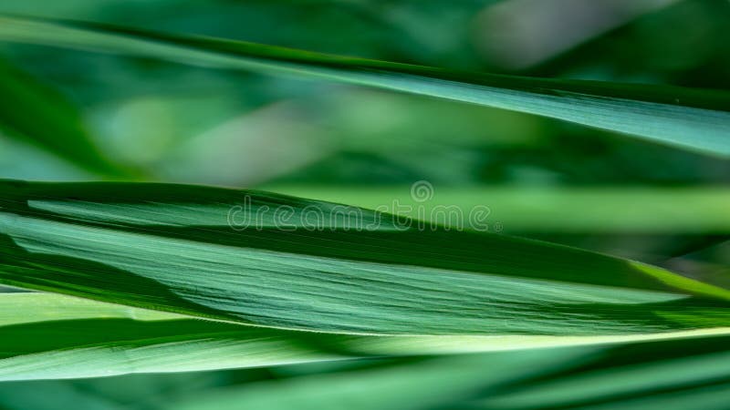 Group of Green Wide Grass Blades Stock Photo - Image of colours, growth ...