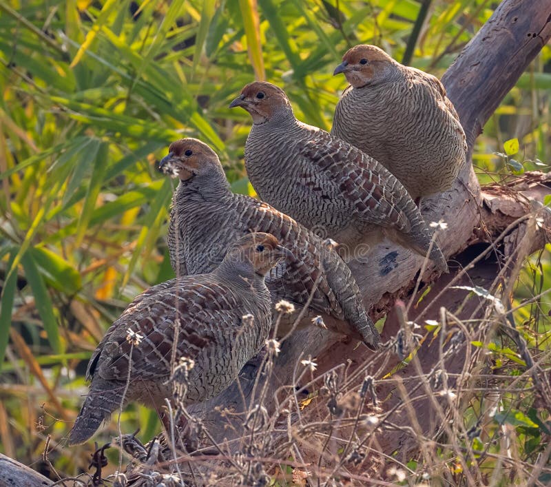 A Group of Grey Francolin stock image. Image of themes - 238728645