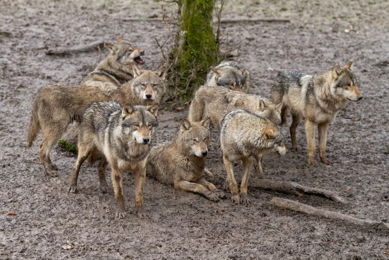 A Group of Grey Wolf in the Forest during the Rain Stock Photo - Image ...