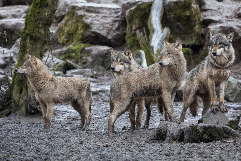 A Group of Grey Wolf in the Forest during the Rain Stock Photo - Image ...
