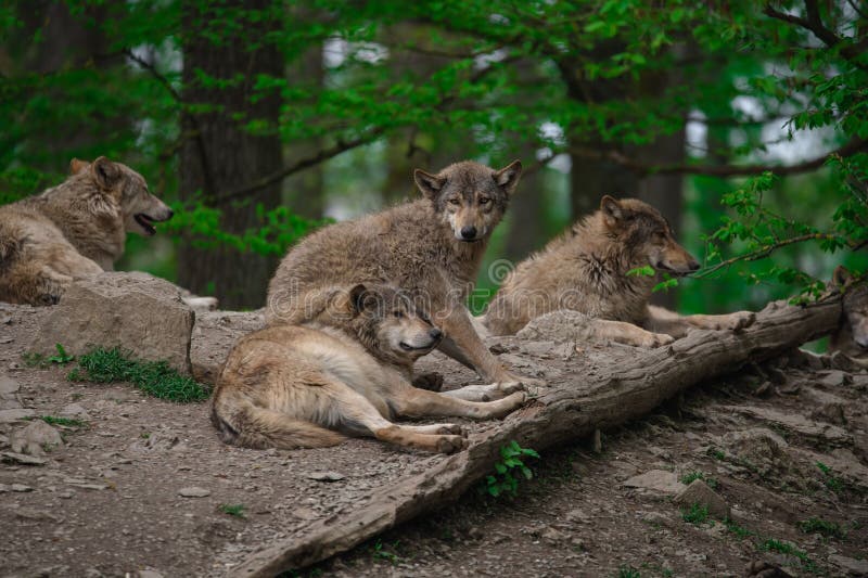 Pack of Wolfs Relaxing in the Woods Stock Image - Image of light ...
