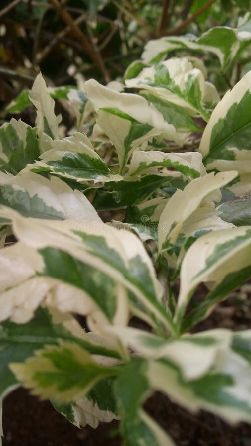 Groton Plant Stock Photos - Free & Royalty-Free Stock Photos from ...