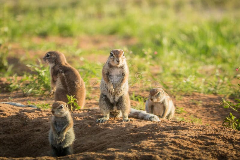 Group of Ground Squirrels in the Sand. Stock Image - Image of cheeky ...