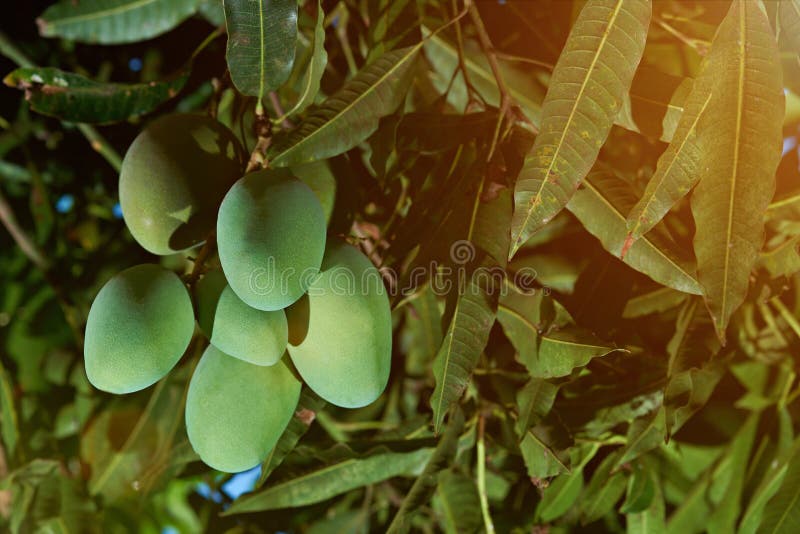 Mangoes Costa Rica Stock Photos - Free & Royalty-Free Stock Photos from ...