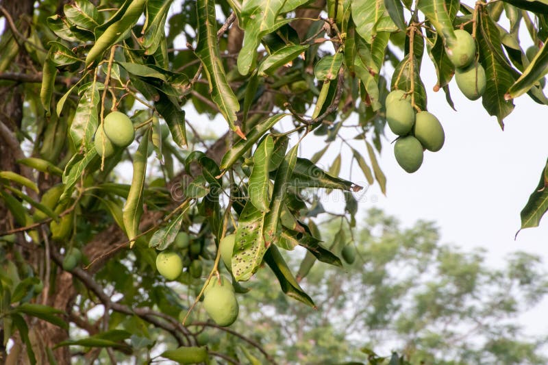 Group of Growing Mango with Nature Background Stock Photo - Image of ...