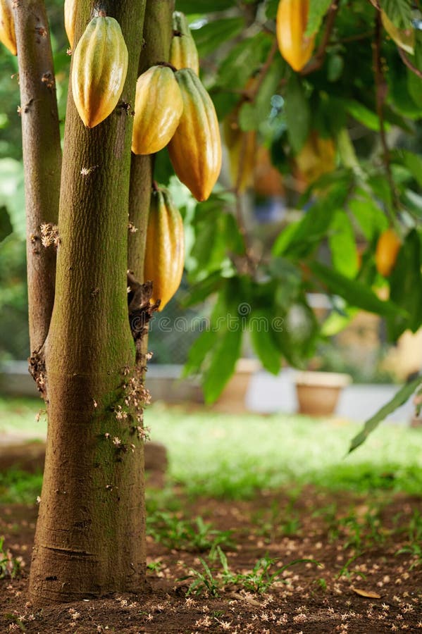 Group of Growing Yellow Cacao Pods Stock Photo - Image of cacao ...