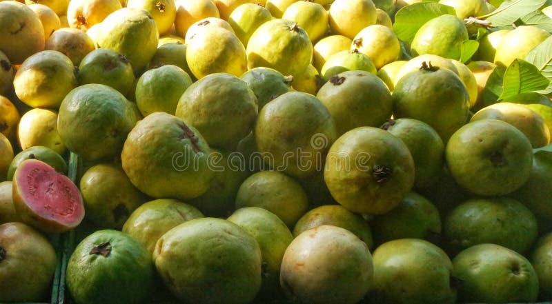 A group of Guava stock image. Image of peas, regions - 108023297