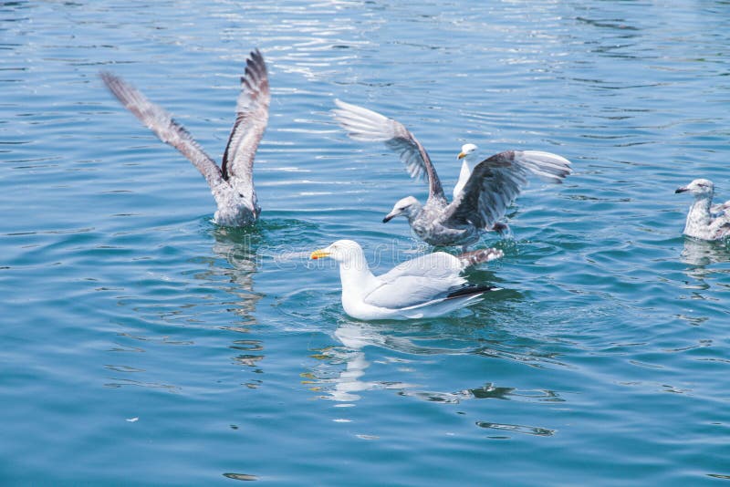 Group of gulls stock photo. Image of drinking, gulls - 85507540