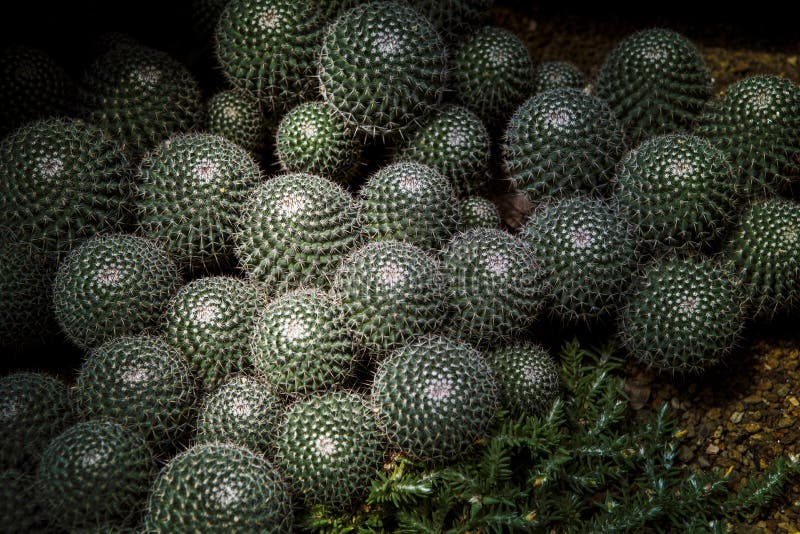 Group of Hahniana Cactus on Planting Ground Stock Image - Image of ...