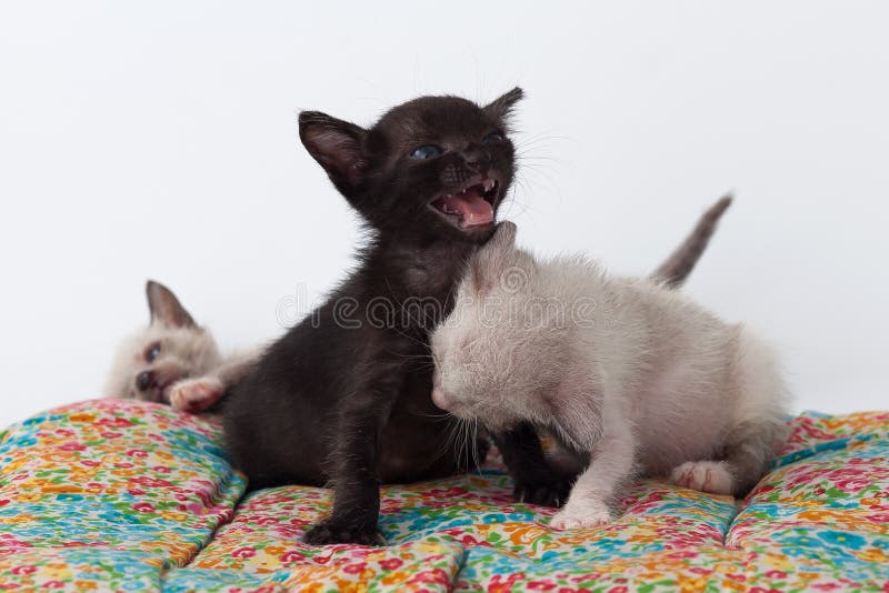 Group Happy Cute Kitty Cat Playing Stock Image - Image of white, animal ...