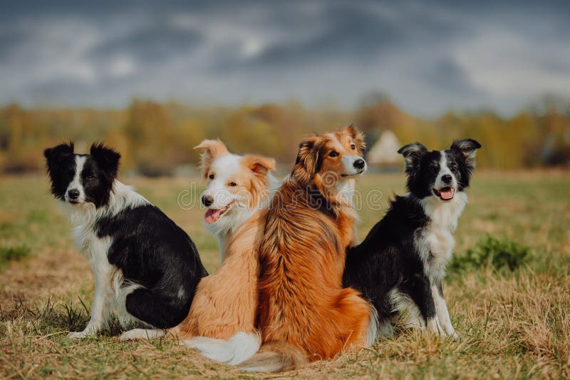 8,289 Group Happy Dogs Stock Photos - Free & Royalty-Free Stock Photos ...