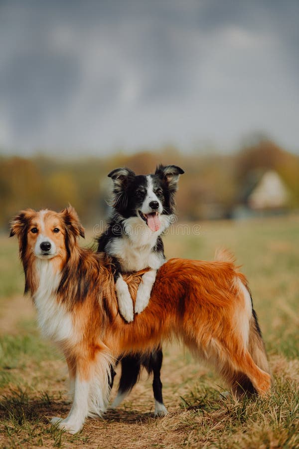 Group of Happy Dogs Border Collies on the Grass in Summer Stock Photo ...