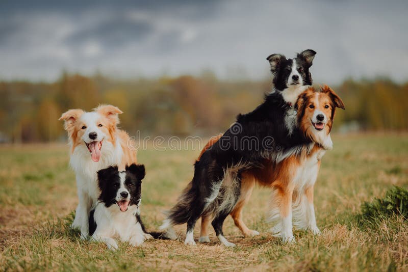 Group of Happy Dogs Border Collies on the Grass in Summer Stock Photo ...