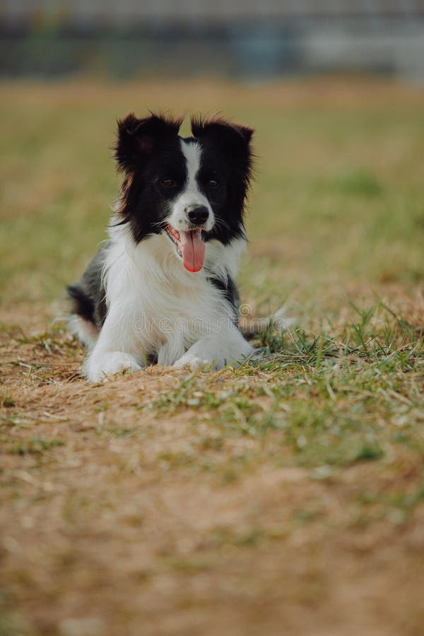 Group of Happy Dogs Border Collies on the Grass in Summer Stock Photo ...