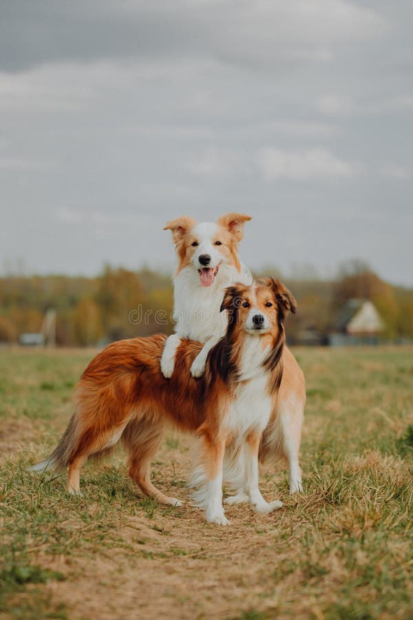 Group of Happy Dogs Border Collies on the Grass in Summer Stock Photo ...