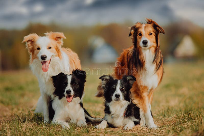 Group of Happy Dogs Border Collies on the Grass in Summer Stock Photo ...
