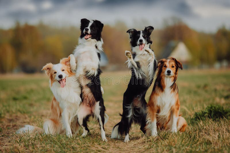 Group of Happy Dogs Border Collies on the Grass in Summer Stock Image ...