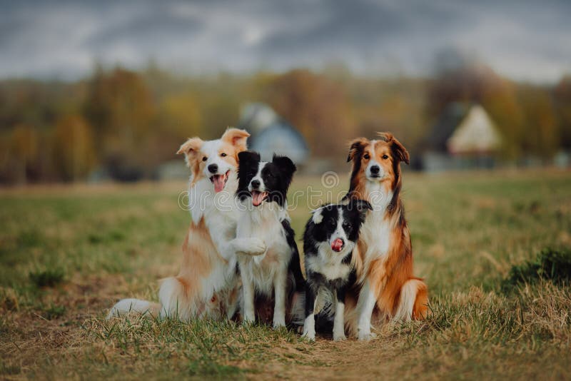 Group of Happy Dogs Border Collies on the Grass in Summer Stock Image ...
