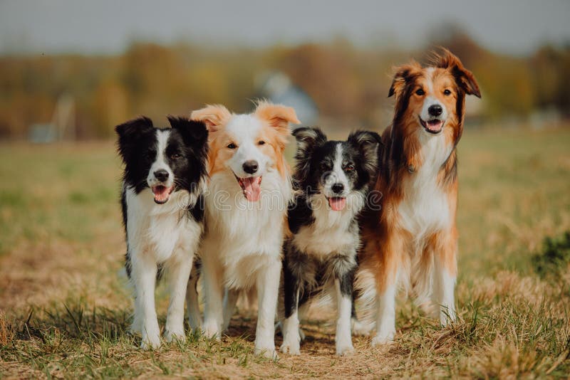 Group of Happy Dogs Border Collies on the Grass in Summer Stock Photo ...