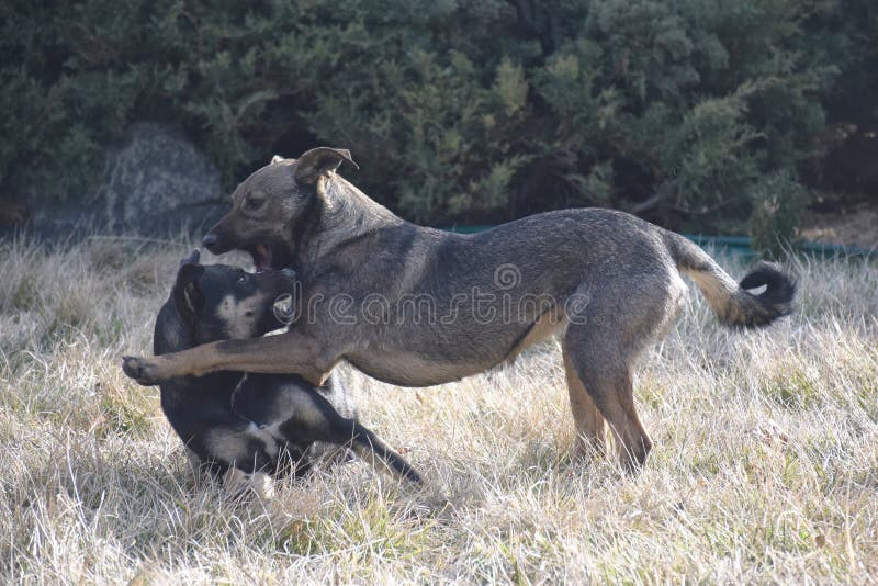 Group of Happy Dogs Border Collies Sitting on the Grass Stock Photo ...
