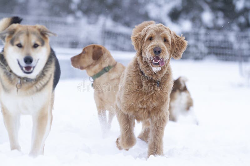 Group of Happy Dogs Runs through the Snow Stock Photo - Image of ...