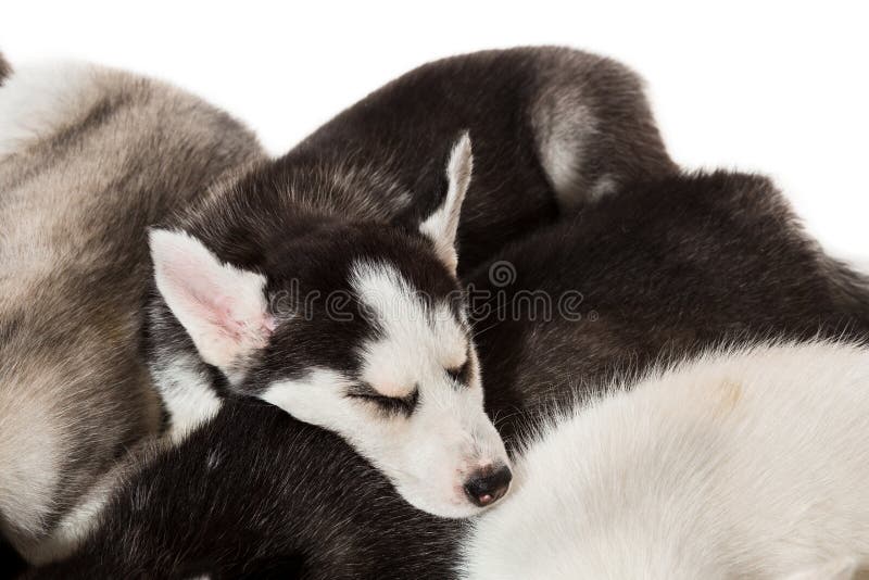 Group of Happy Siberian Husky Puppies on White Stock Photo - Image of ...