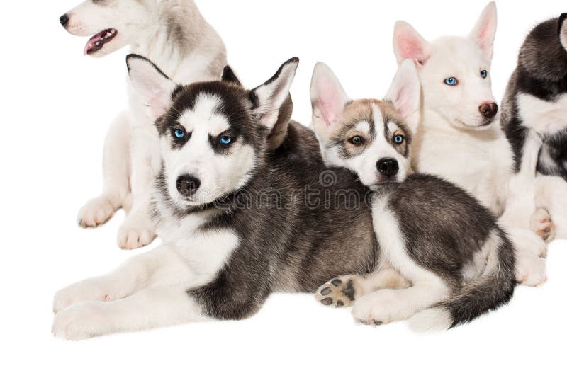 Group of Happy Siberian Husky Puppies on White Stock Image - Image of ...