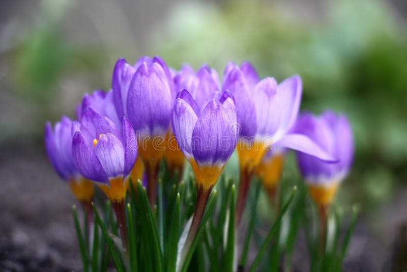 Group of crocuses stock image. Image of flowering, crocus - 176333033
