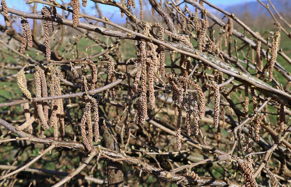 Group of Hazelnut Buds Hanging on Branches Stock Image - Image of ...