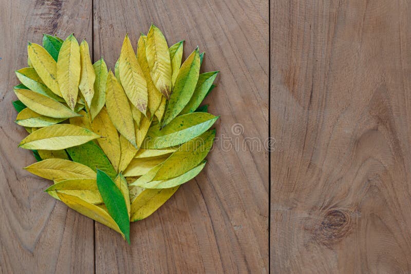 Group heart shaped leaf. stock photo. Image of romantic - 210307912