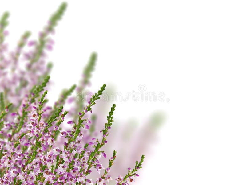 Branch of Heather with Purple Flowers Set, Symbol of Good Luck ...