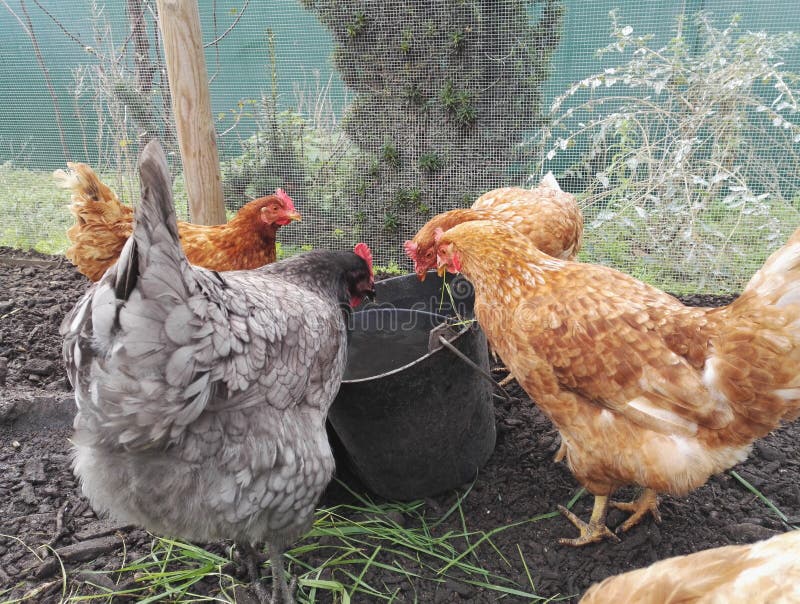 A Group of Hens Drinking from a Basin of Water Stock Photo - Image of ...