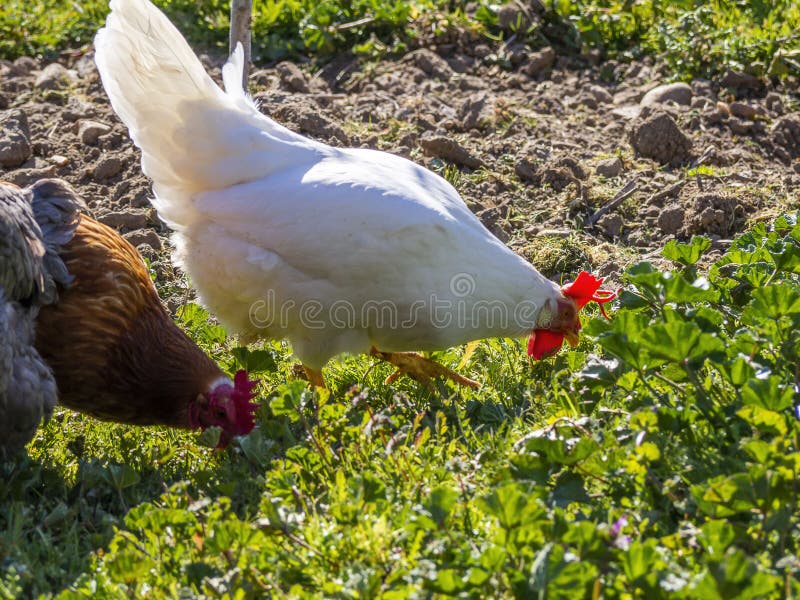 Group of Hens on an Organic and Sustainable Farm Stock Image - Image of ...