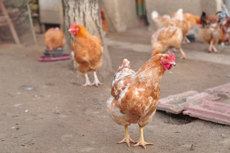 Group of hens stock photo. Image of domesticated, life - 31195330