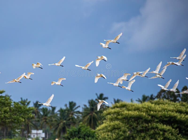 A Group of Heron and Egret Flying Stock Image - Image of wing, heron ...