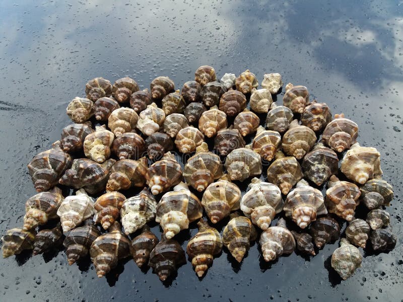 A Group of Hexaplex Trunculus Shells on a Glass Table Stock Photo ...