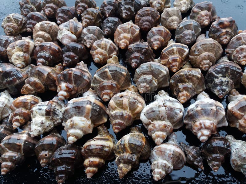 A Group of Hexaplex Trunculus Shells on a Glass Table Stock Image ...
