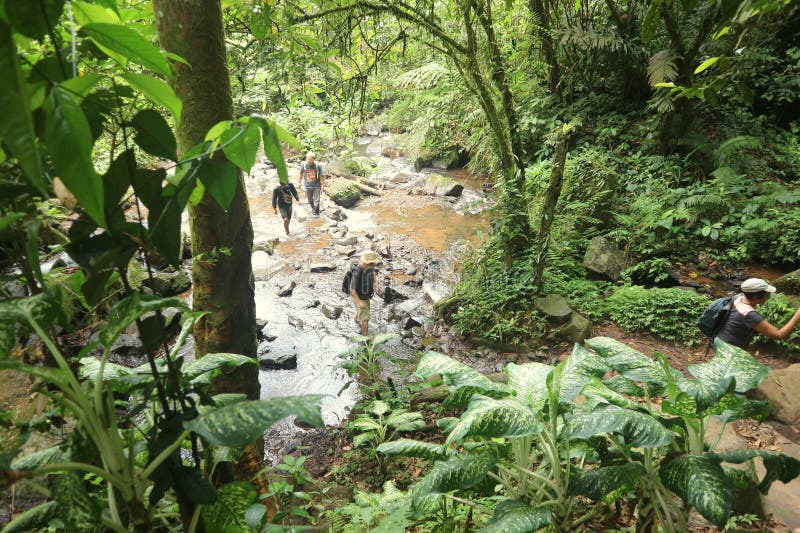 Trekking in the Tropical Rainforest of West Java Indonesia Editorial ...