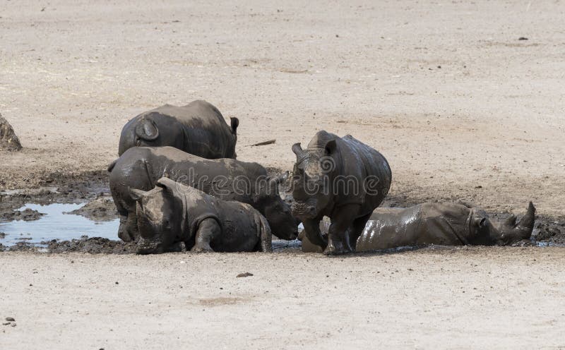 Group of hippo animals stock photo. Image of danger - 122917320