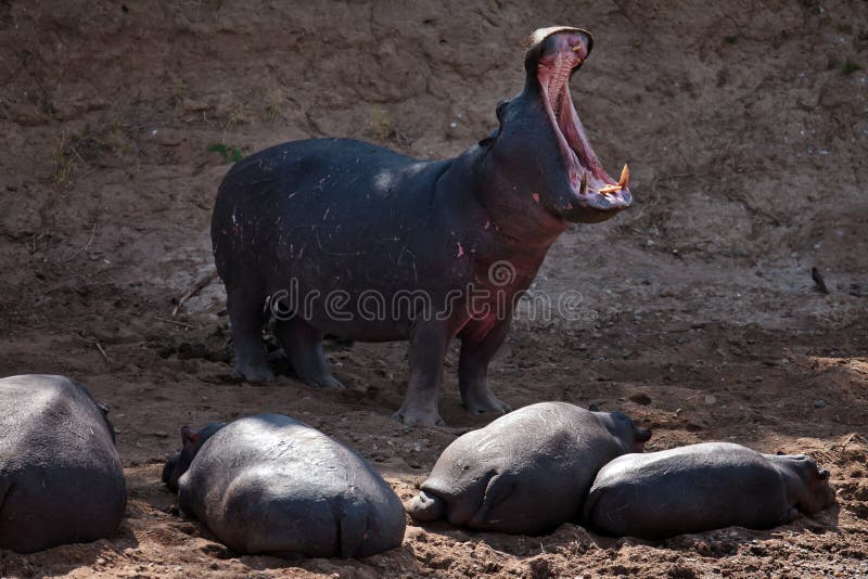Group of Hippos on the River Beach Stock Photo - Image of landscape ...