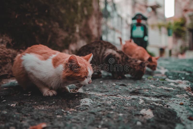 Group of homeless cats stock image. Image of outdoor - 272230055