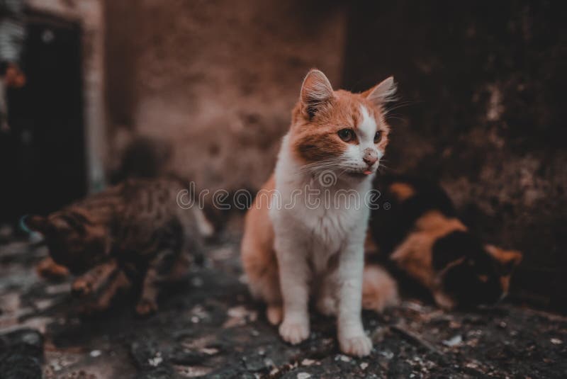 Group of homeless cats stock photo. Image of cute, wild - 272230058