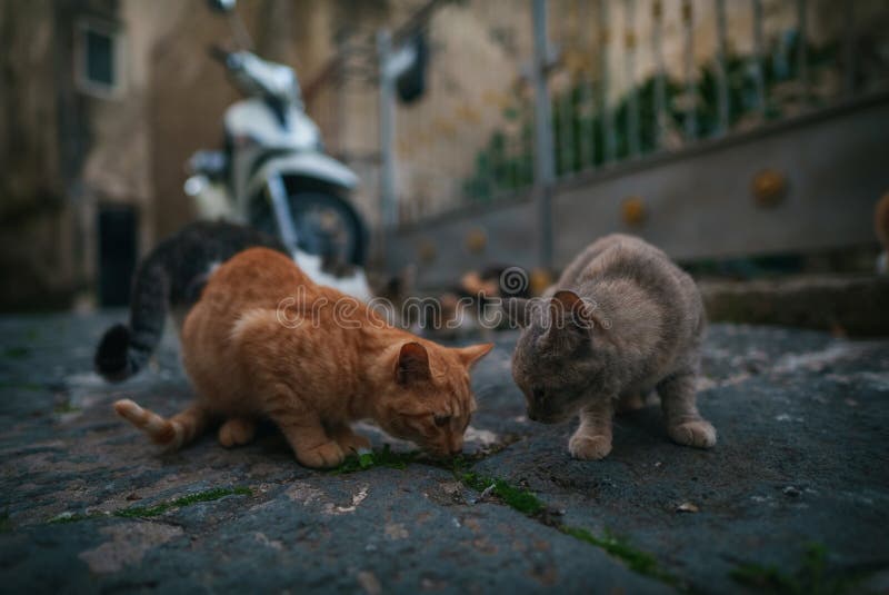 Group of homeless cats stock image. Image of kitten - 272230061