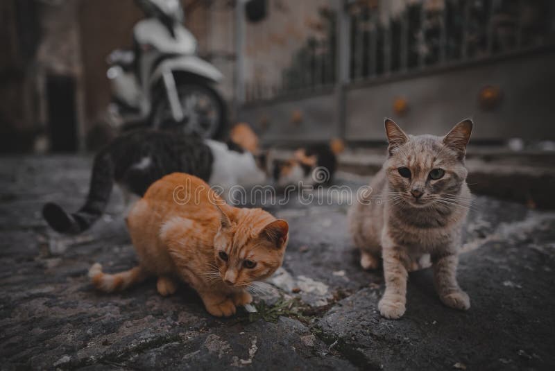 Group of homeless cats stock photo. Image of domestic - 272230062
