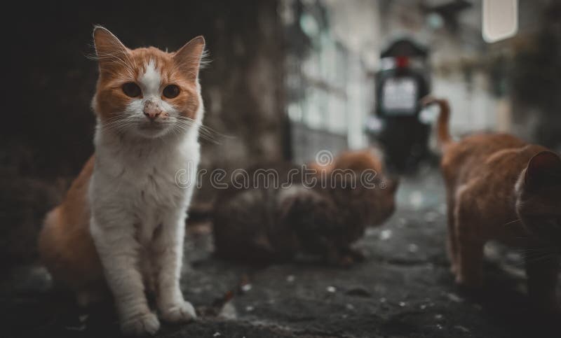 Group of homeless cats stock image. Image of famous - 272472977
