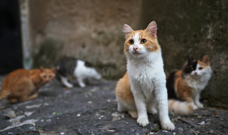 Group of homeless cats stock photo. Image of wild, outdoor - 272472988